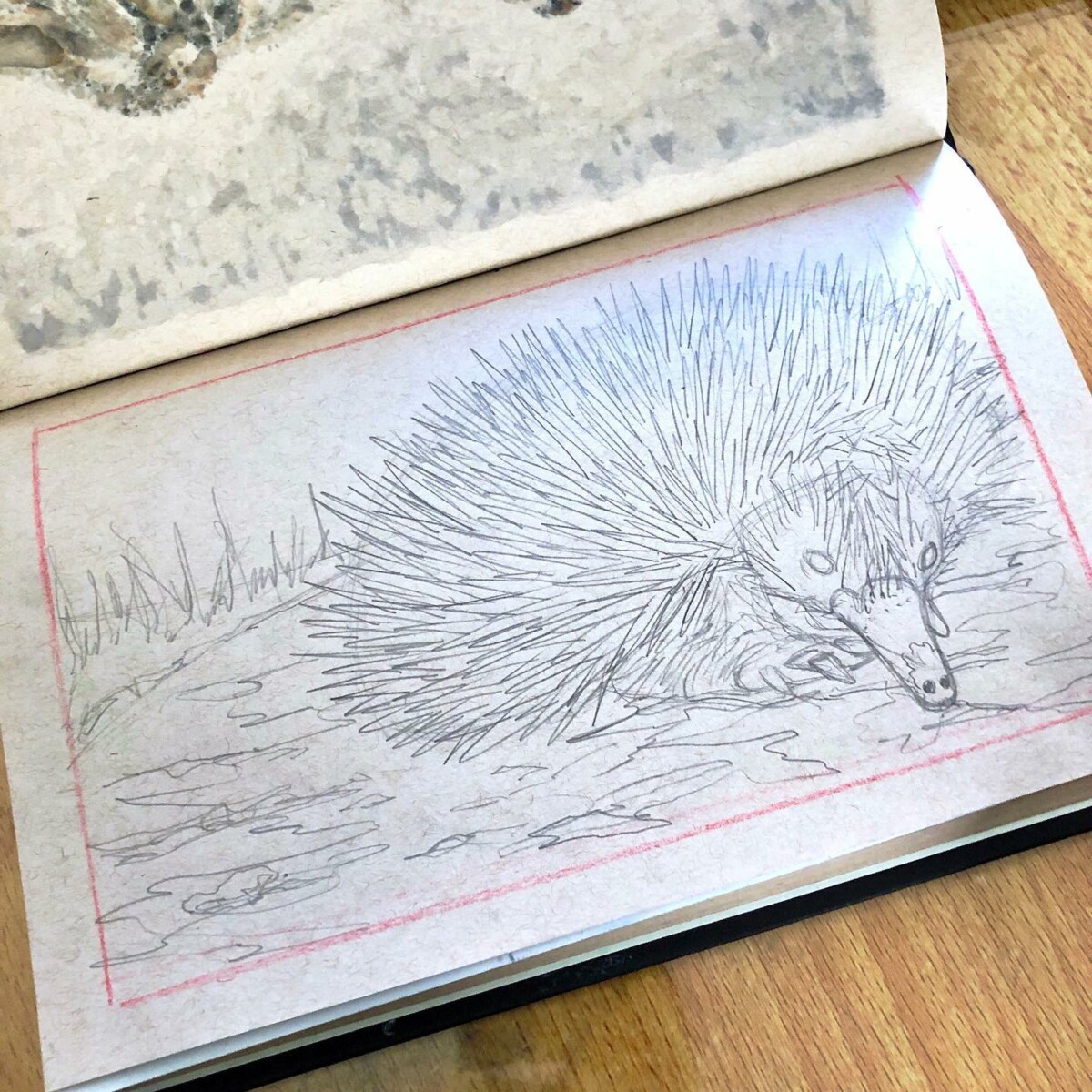 Australian Echidna - Digital★Impulse