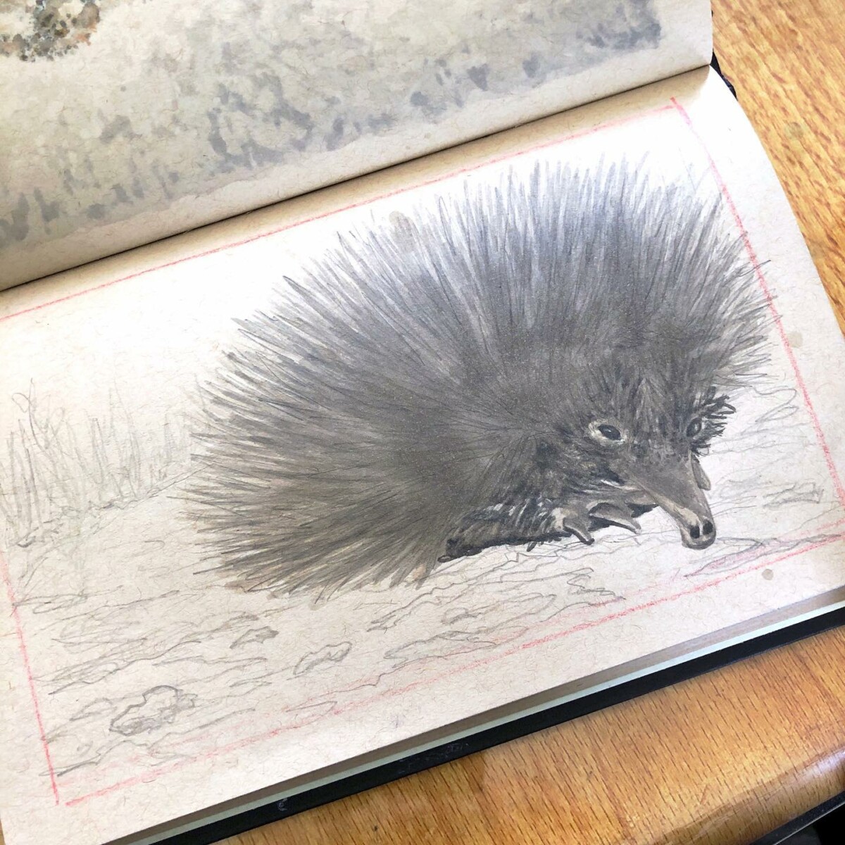 Australian Echidna - Digital★Impulse